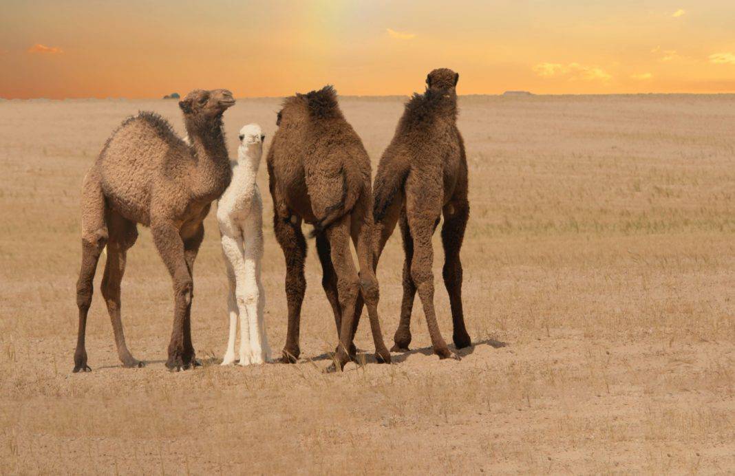 Animals that We Confuse and How to Differentiate Them - RedCat Web ...